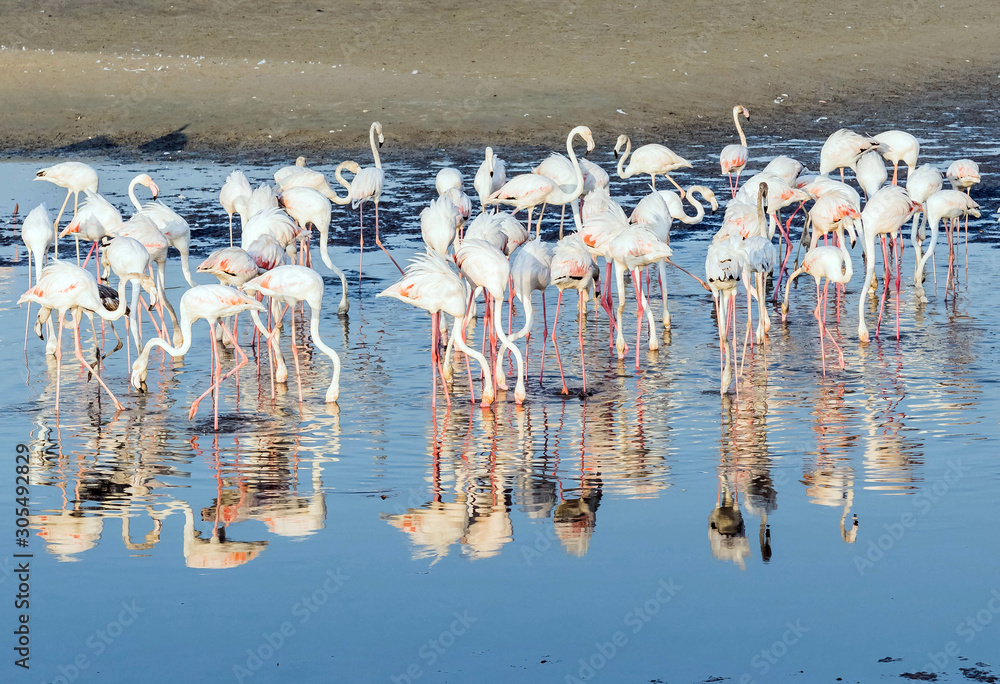 Caribbean pink flamingo at Ras al Khor Wildlife Sanctuary, a wetland ...
