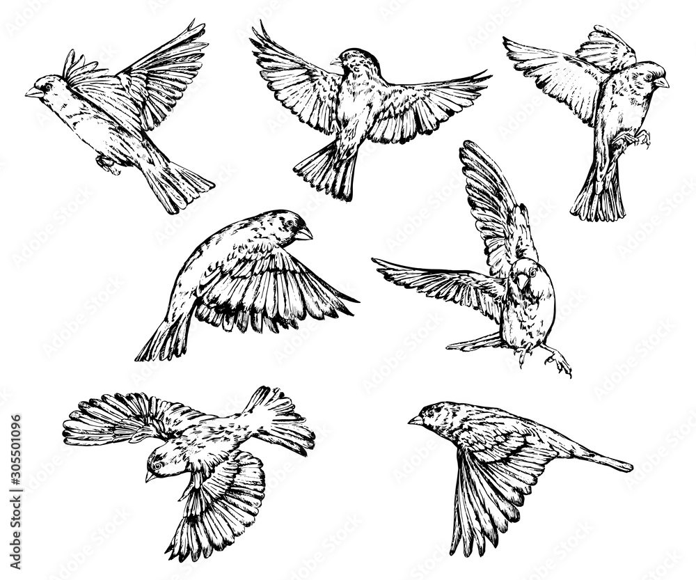 Photo & Art Print Hand drawn realistic sparrow birds vector set., Tatiana