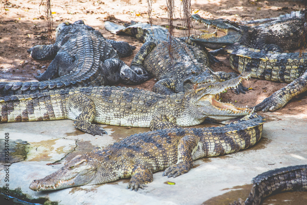 Crocodile types of amphibians are cold-blooded animals. Stock Photo ...