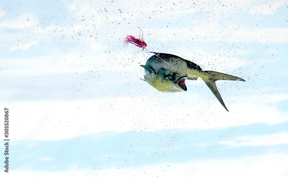mahi mahi high in the air, fishing in Costa Rica Stock Photo | Adobe Stock