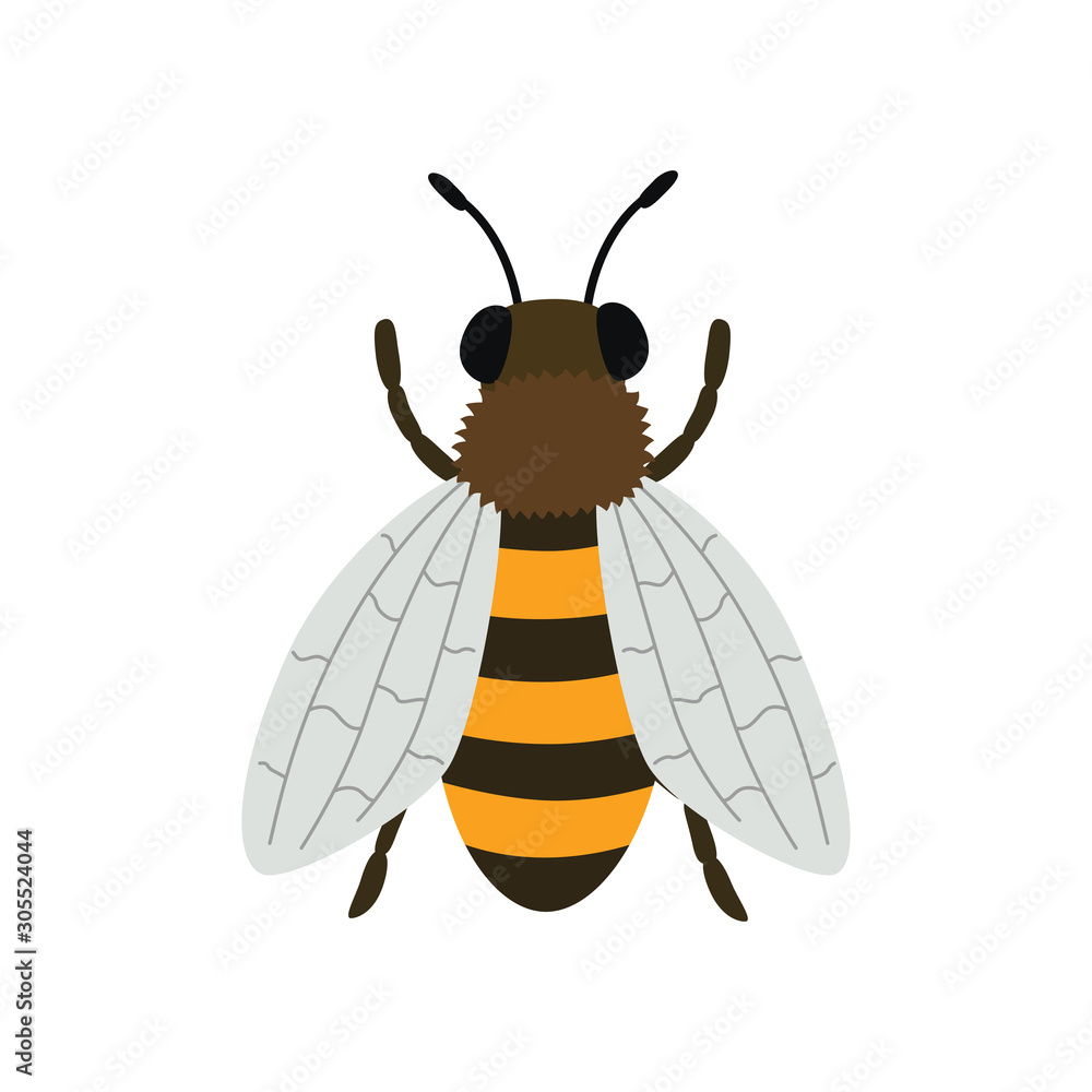 Bee top view. Vector illustration isolated on white background. Stock ...