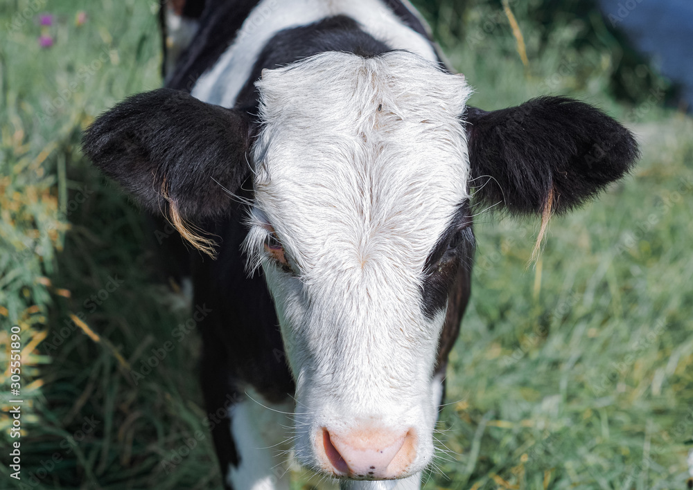Yin and yang, cute black and white baby cow face Stock Photo | Adobe Stock