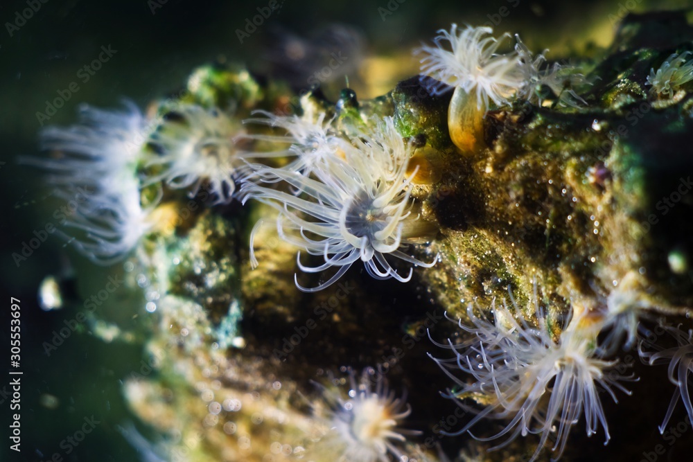 sea anemone with long transparent tentacles, Actinia sp., possibly ...