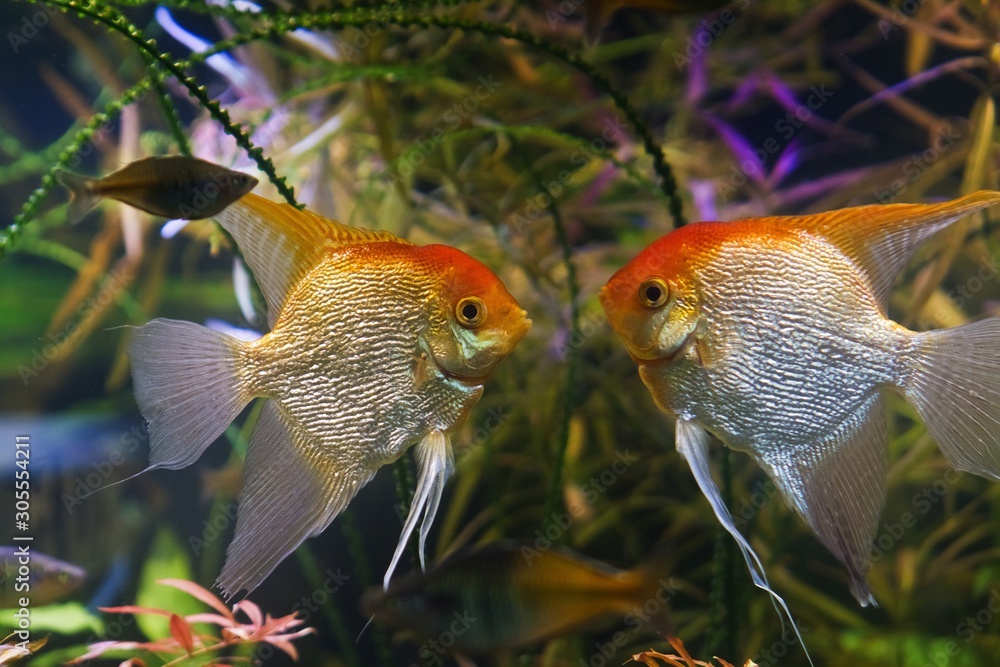 angelfish males ready to fight, artificial aqua trade breed of wild ...