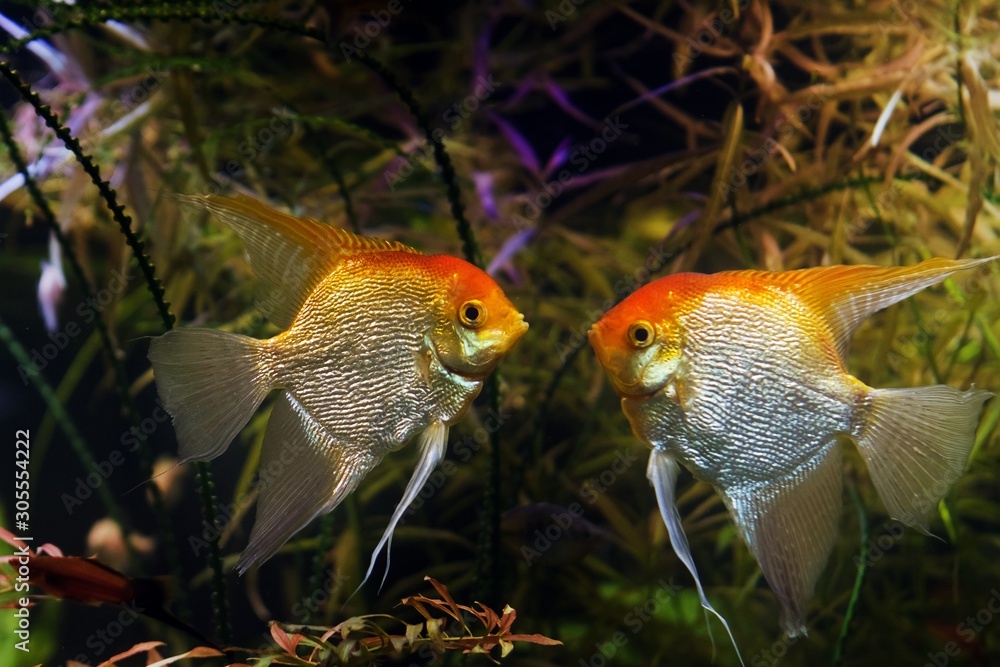 aggressive angelfish males ready to fight, artificial aqua trade breed ...