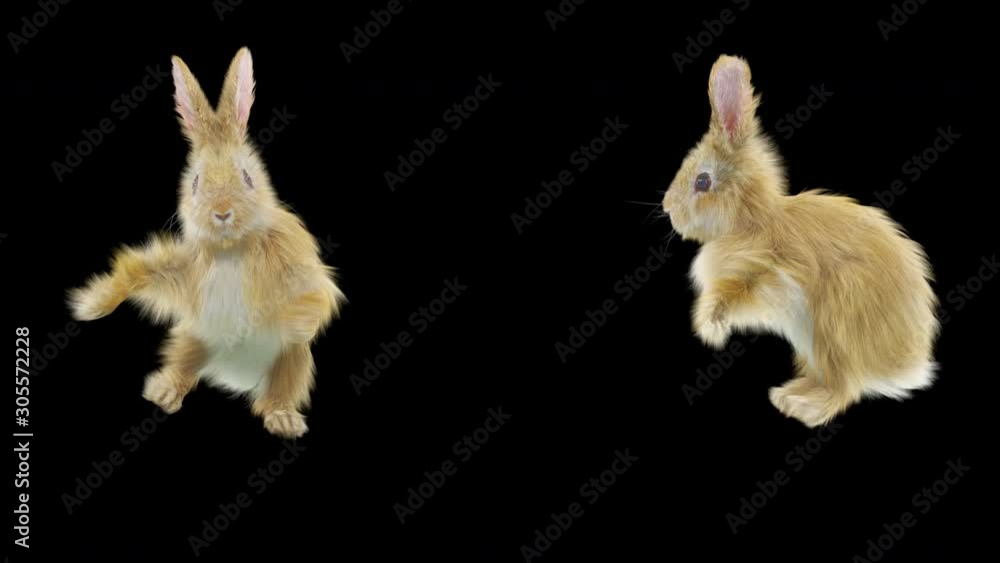 rabbit CG fur 3d rendering animal realistic CGI VFX Animation Loop ...