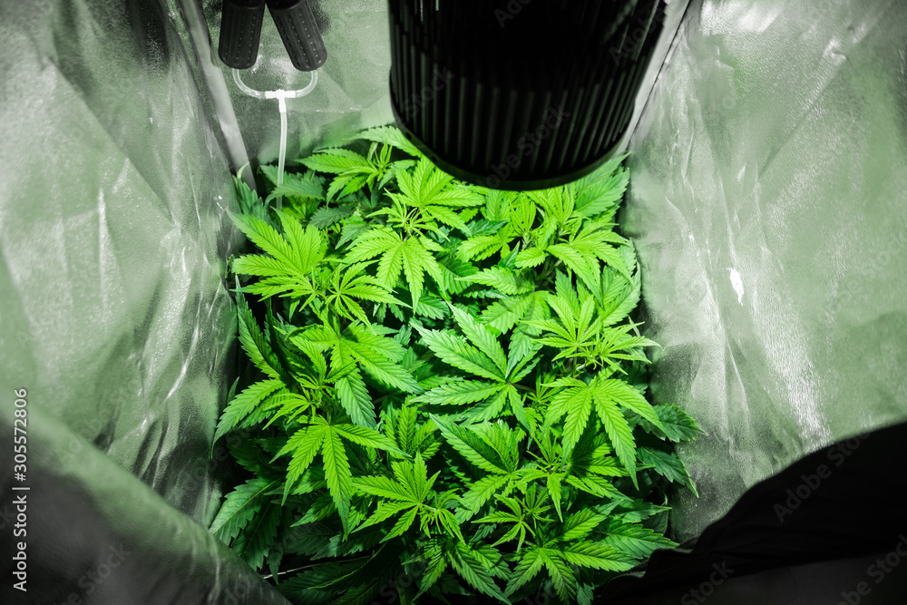 SoG hemp cultivation technique. Growing pot in groutent. Vegetative stage of marijuana growth ...