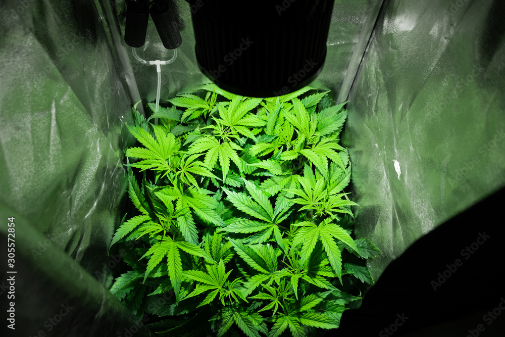 SoG hemp cultivation technique. Growing pot in groutent. Vegetative stage of marijuana growth ...