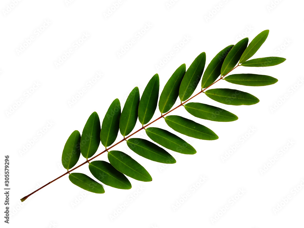 Senna siamea leaf isolated on white background, Natural leaves, Green ...