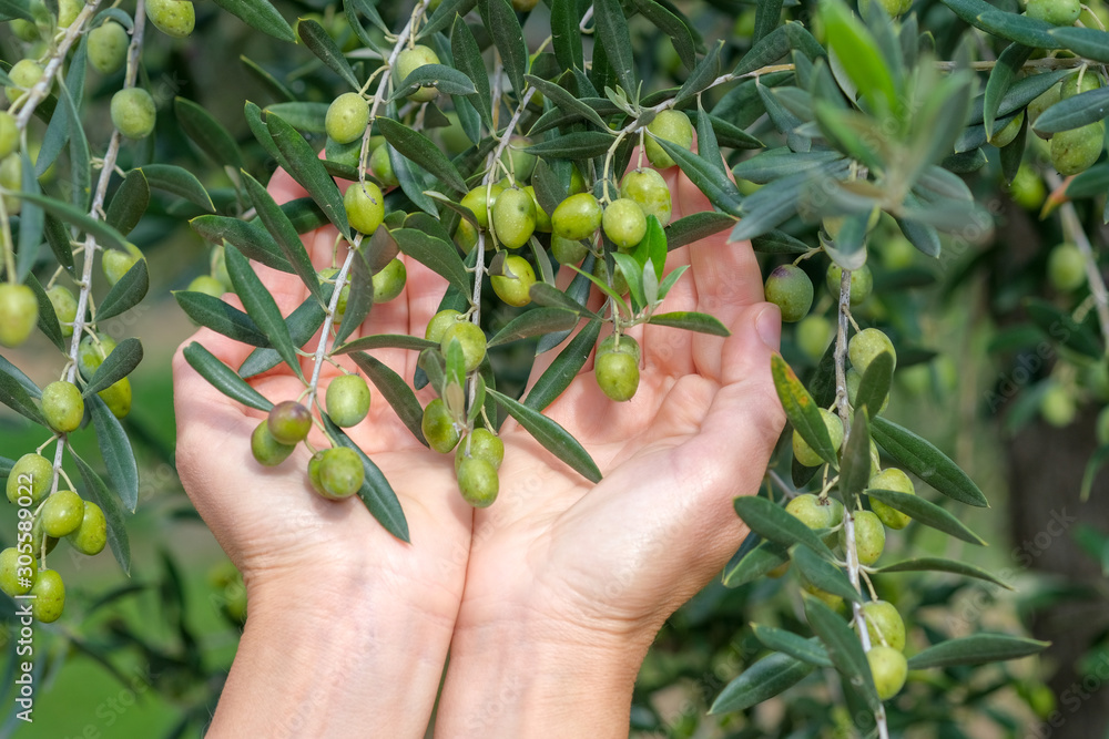 Close up of hands of a young woman holding olive branches with not ripe ...