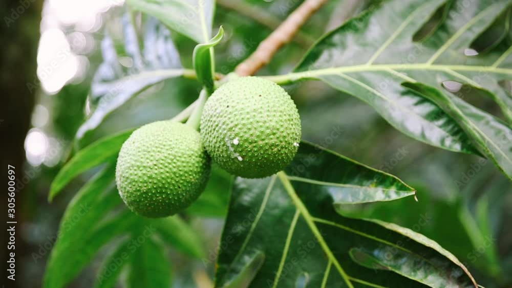Breadfruit (Ulu) fruit hanging on tree with drips of latex sap leaking ...
