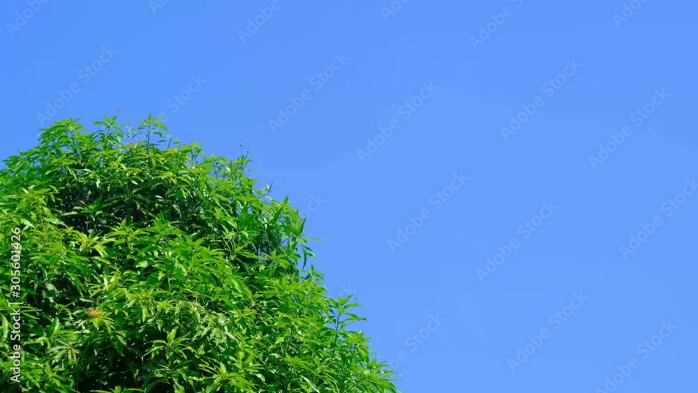 Wind gently through the fresh green branches of a large mango tree. The ...
