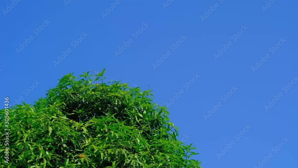 Wind gently through the fresh green branches of a large mango tree. The ...