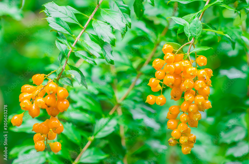 The clusters ripe orange seeds of Duranta, Golden Dewdrop, Crepping Sky ...