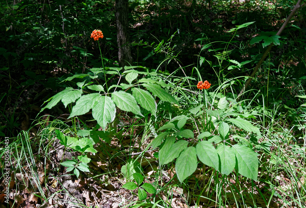 A close up of the wild most famous medicinal plant ginseng (Panax ...