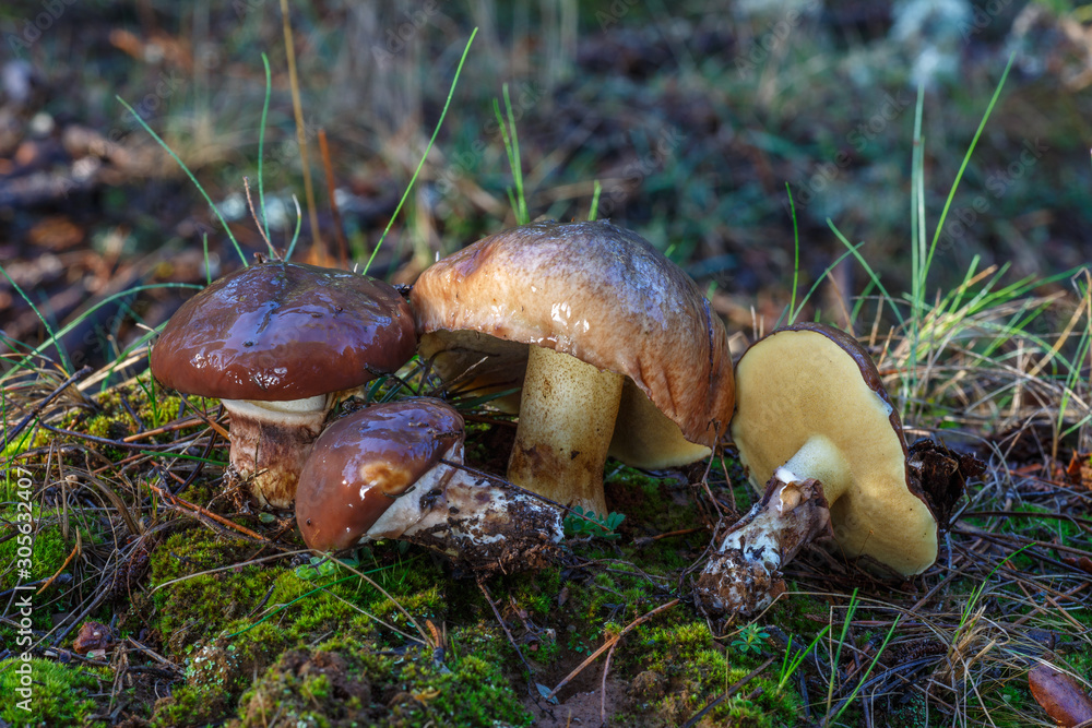 Boletus, suillus luteus. Ejemplares de boleto anillado viscoso en un ...