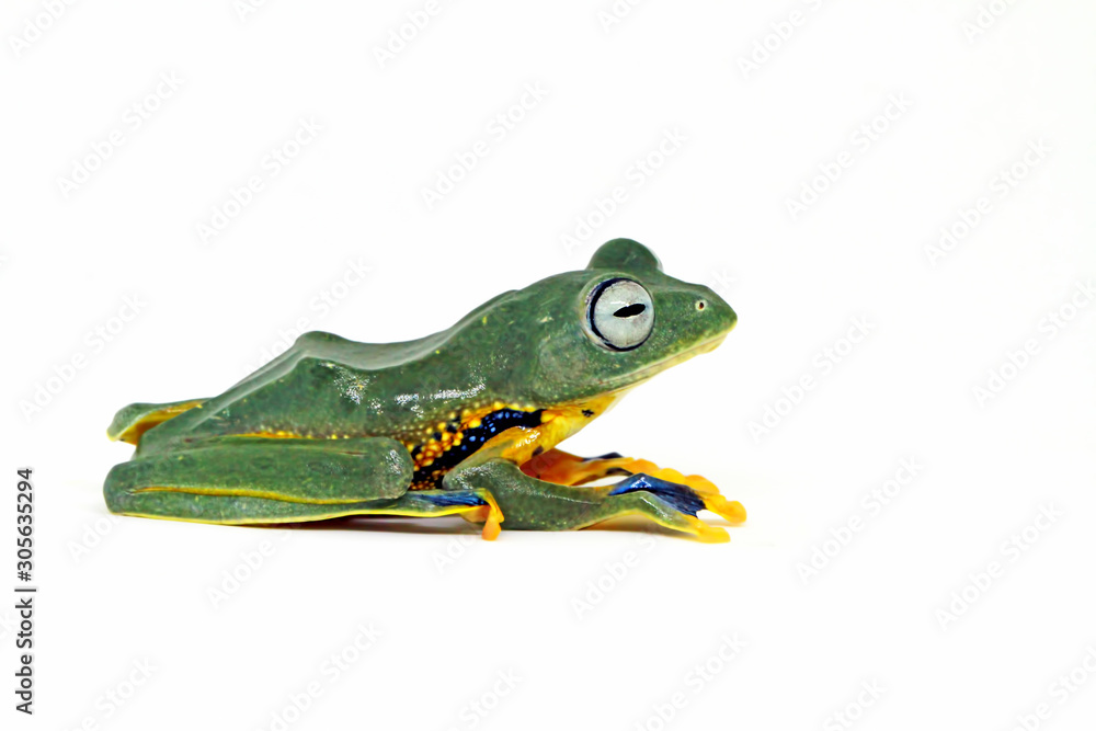 flying tree frog, wallace frog, rhacophorus reindwardtii with white ...