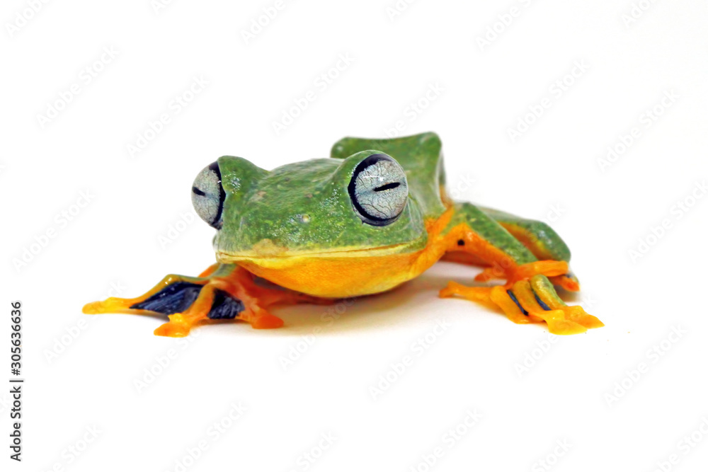 flying tree frog, wallace frog, rhacophorus reindwardtii with white ...