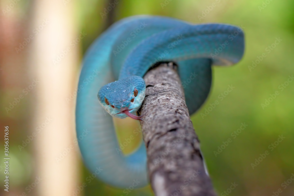 blue insularis pit viper snake, trimeresurus insularis, venomous snakes ...