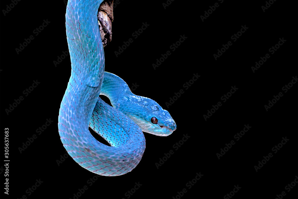blue insularis pit viper snake, trimeresurus insularis, venomous snakes Stock Photo | Adobe Stock