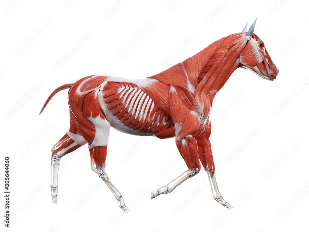 3d rendered medically accurate illustration of the equine anatomy - the ...