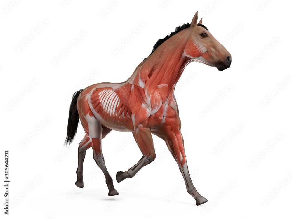 3d rendered medically accurate illustration of the equine anatomy - the ...
