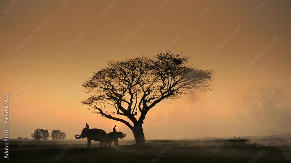 Vidéo Stock Elephants and caravan of elephant family at Elephant ...