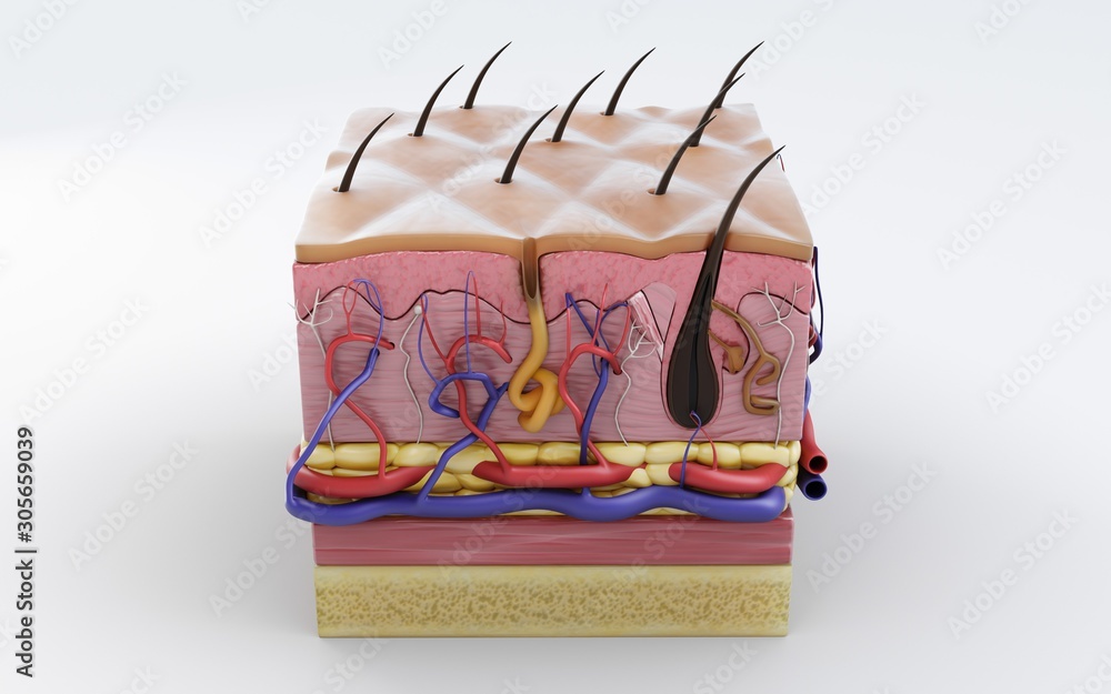 Human skin, skin structure, body fat. 3d rendering Stock Illustration ...