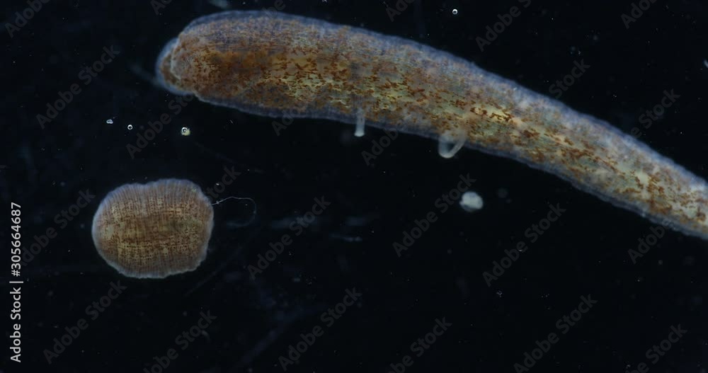 Leeches are segmented worms that belong to the phylum Annelida and ...