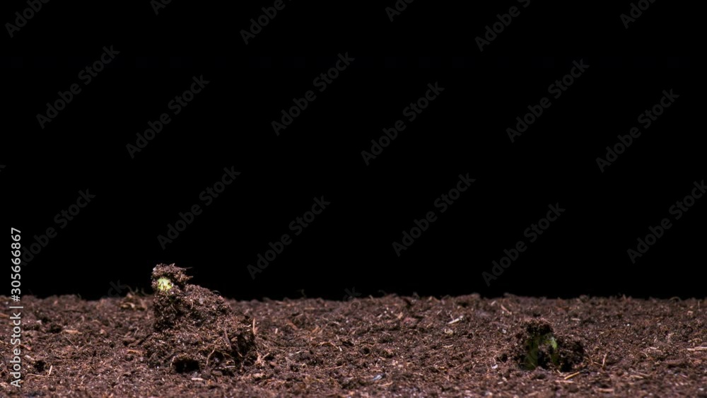 4K Time Lapse of growth bean sprout. Bean seed growing on black ...