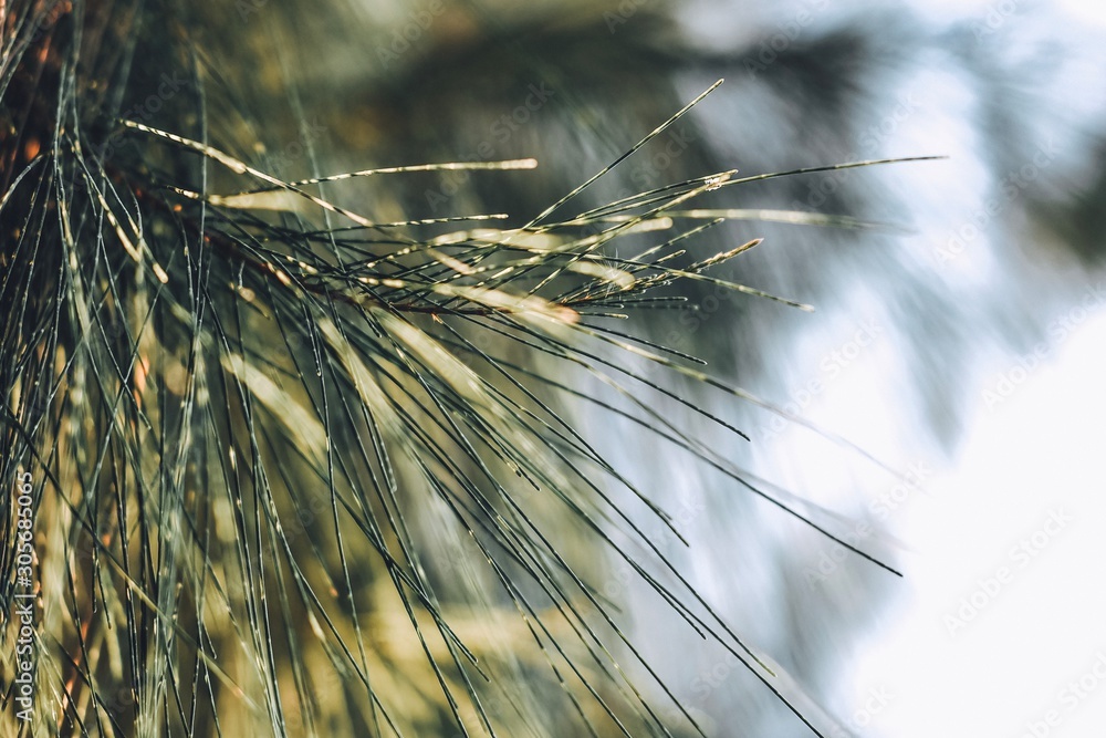 Close-up of Leaves of Australian pine, Beefwood, Common iron wood ...