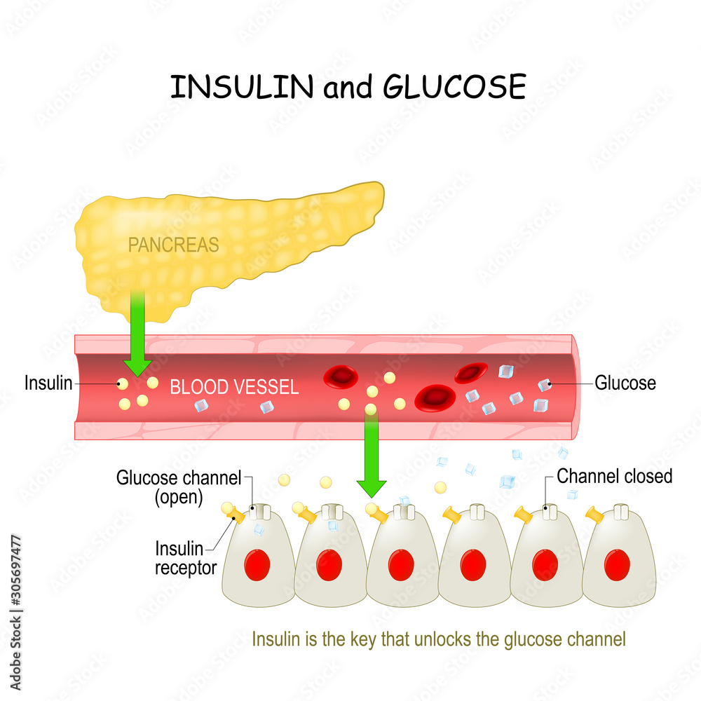Pancreas and cell with Glucose channel and Insulin receptor Stock ...