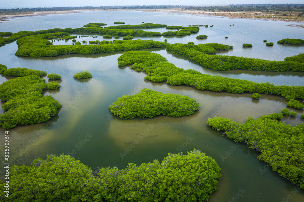 Senegal Mangroves. Aerial view of mangrove forest in the Saloum Delta ...