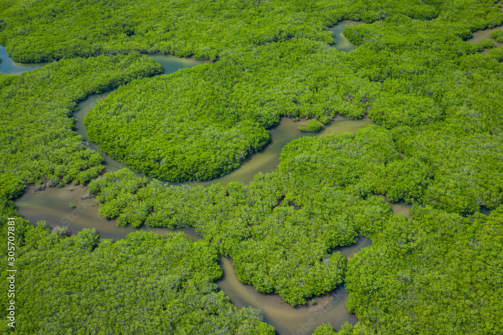 Senegal Mangroves. Aerial view of mangrove forest in the Saloum Delta ...