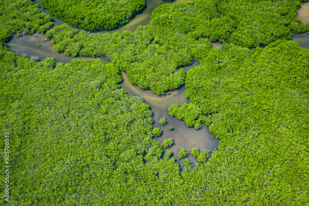 Senegal Mangroves. Aerial view of mangrove forest in the Saloum Delta ...