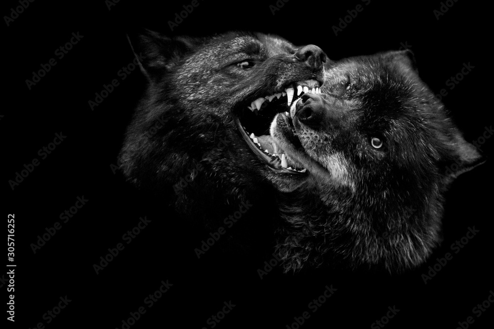Black Wolves Fighting