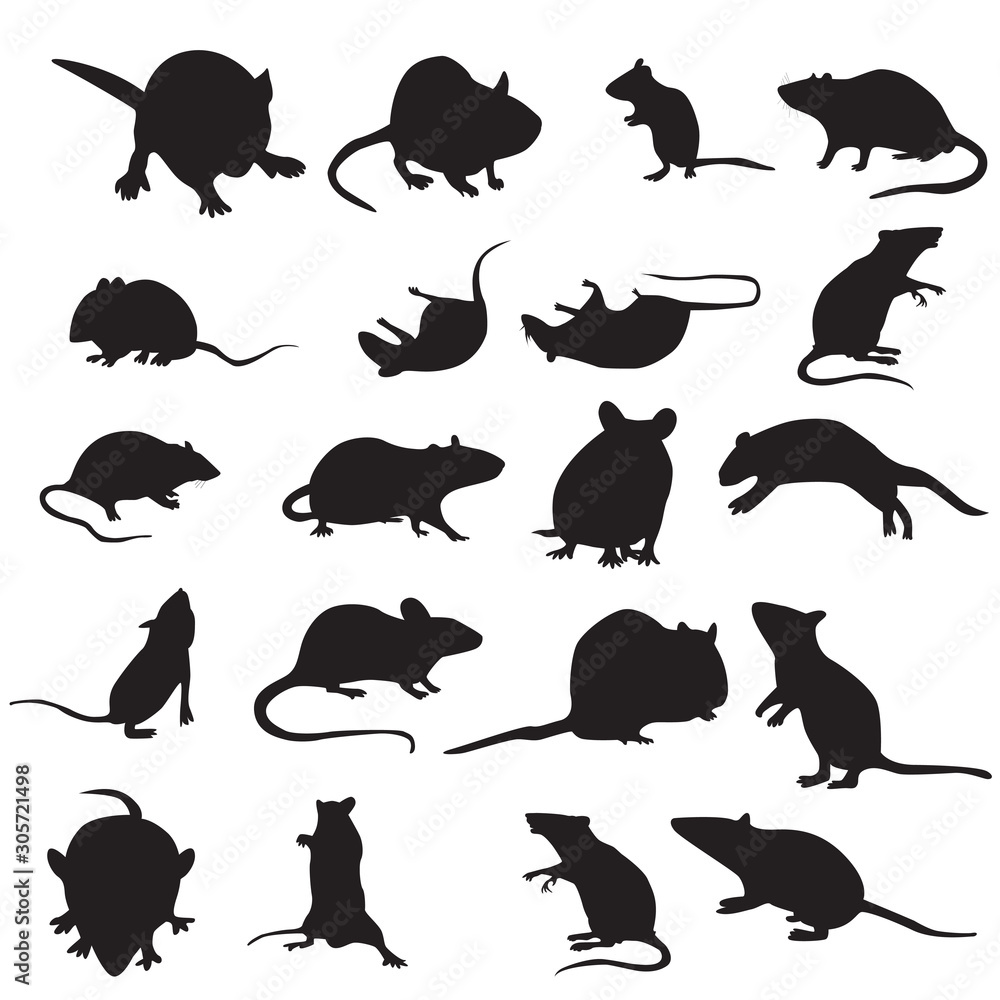 Mouse Animal Vector