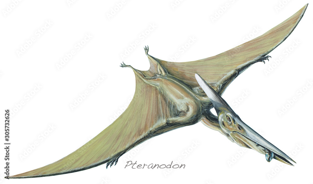PTERANODON. One of the largest ever flying reptiles, with a wingspan of ...
