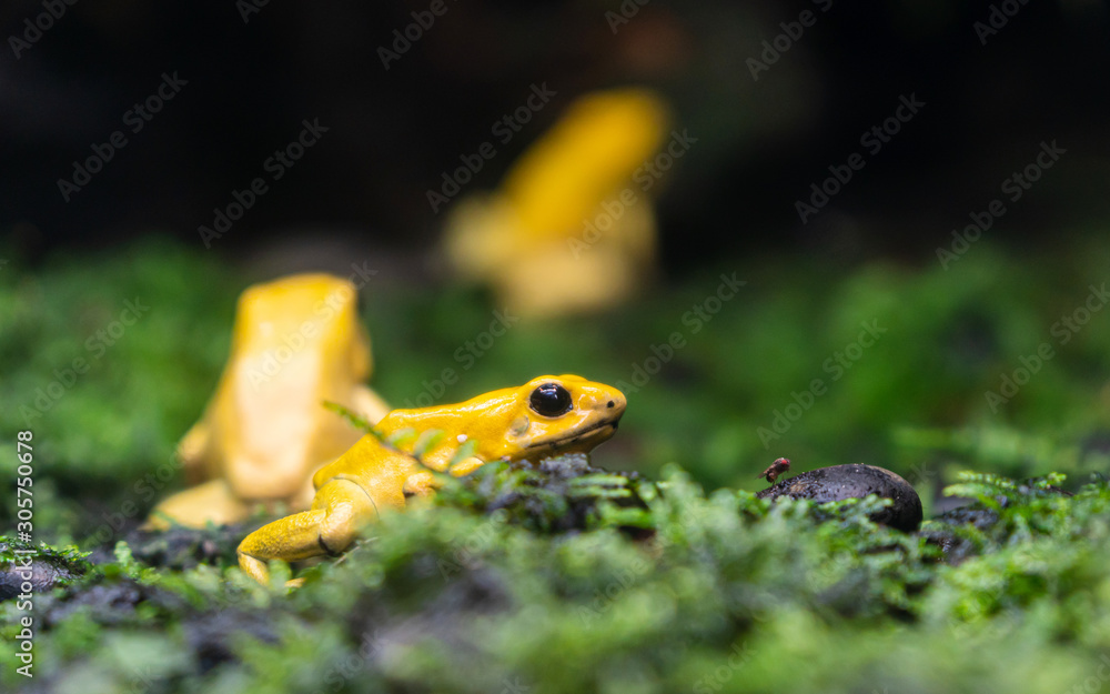 Yellow poison-dart frog (Dendrobates tinctorius azureus).poison frog ...