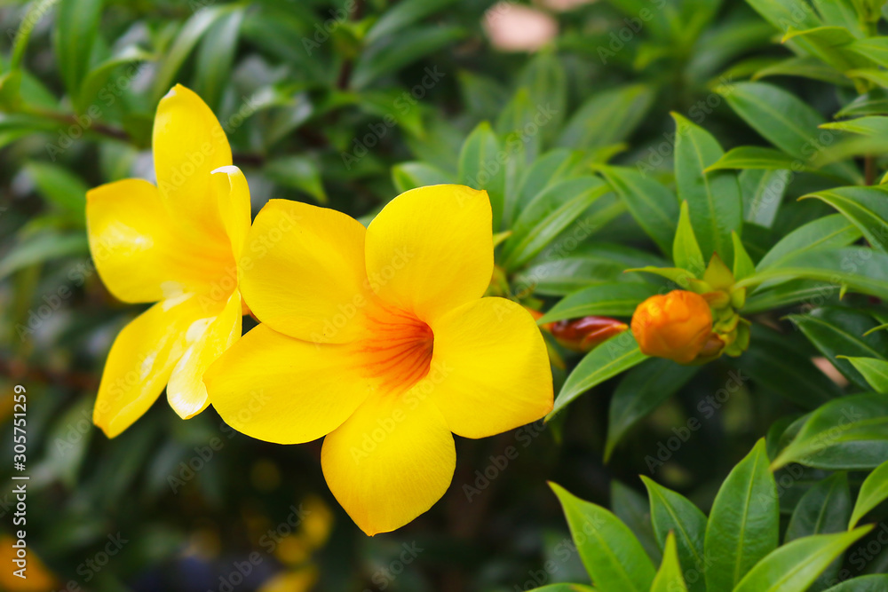 Yellow flowering plant called Allamanda (Allamanda cathartica) native ...