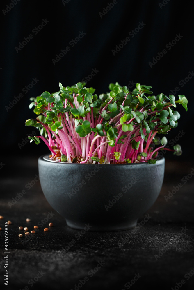 Radish Seed Germination