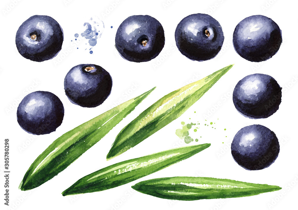 Fresh acai berries and green leaves set. Watercolor hand drawn ...