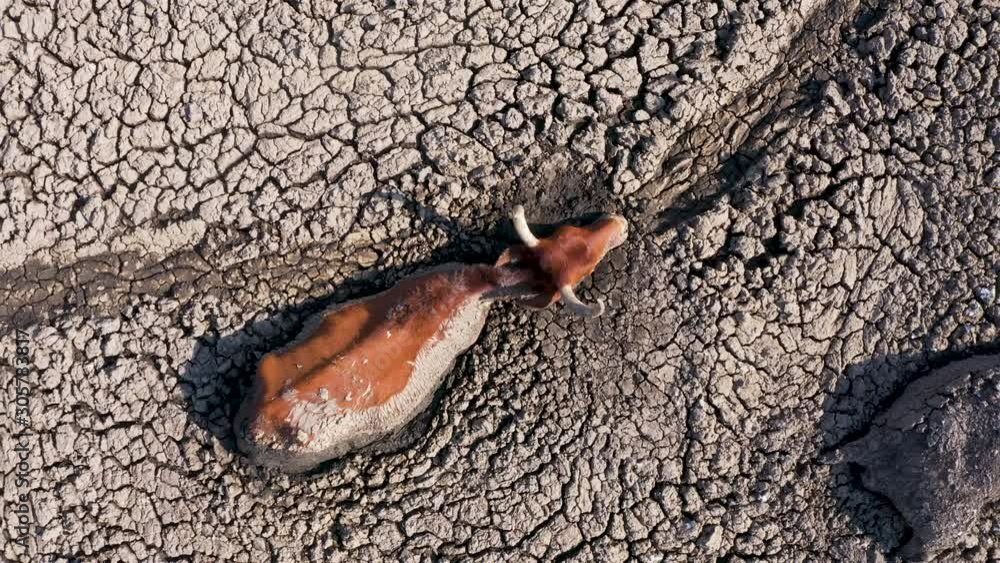 Straight down aerial view of a cow drowning in thick mud from the ...