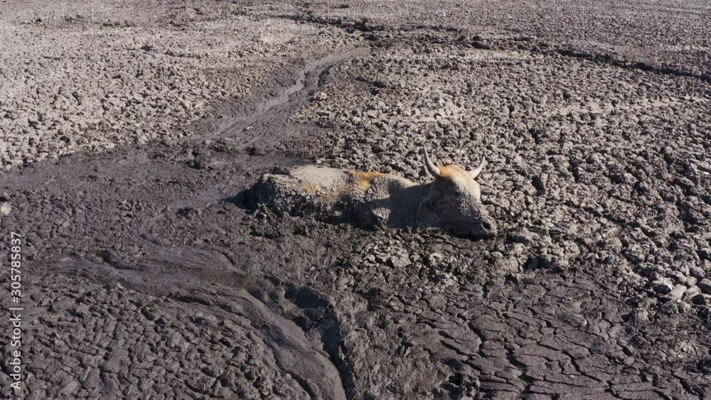Aerial view of a cow in its last stages of life stuck in mud as Lake ...