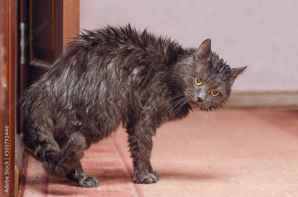 Angry Wet Cat
