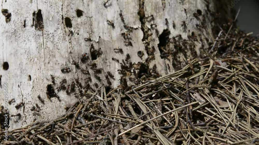 Ants at a tree in a forest, Carpenter ants, Camponotus spp. Stock Video ...