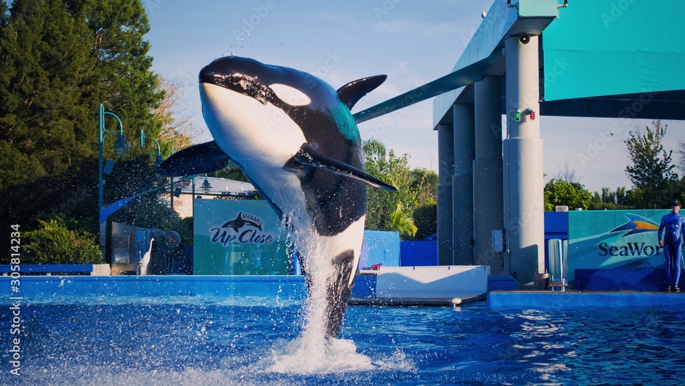 seaworld, orlando, sea, show, orca, killer, life, underwater, whale ...