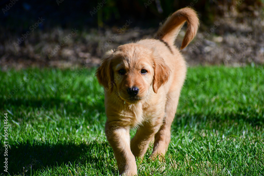 Puppies Playing Together Outside