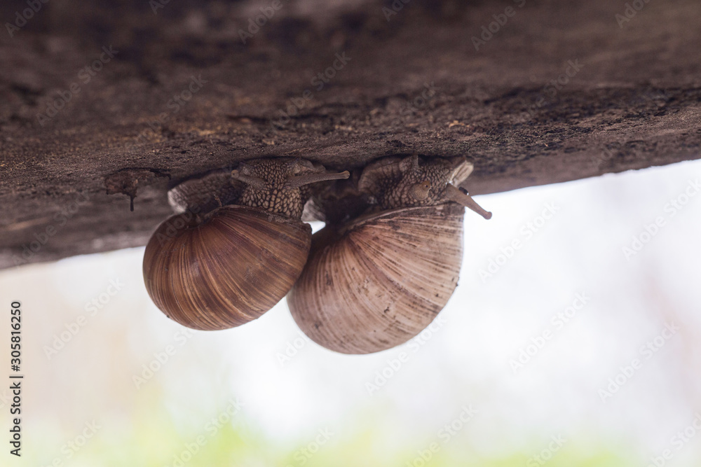 bunch of hand-picked grape snails, summer day in garden. Grape snail ...