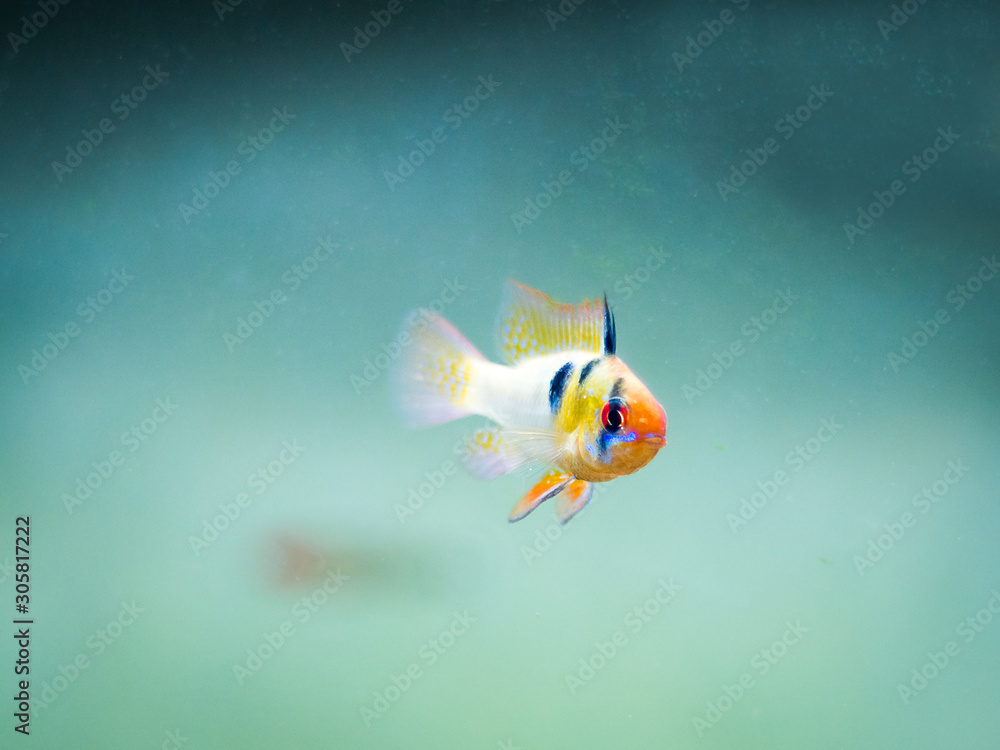 ram cichlid (Mikrogeophagus ramirezi) in a fish tank Stock Photo ...